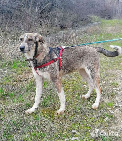 Собака Шейла