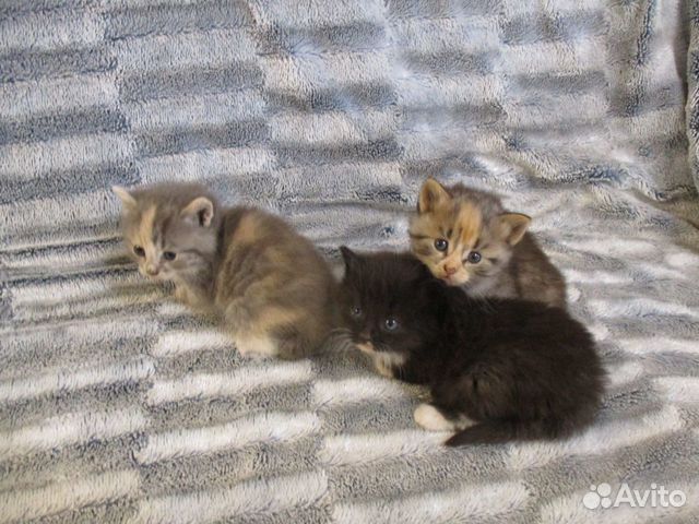 Котята из монастыря, 1 месяц (на 07.05.22)