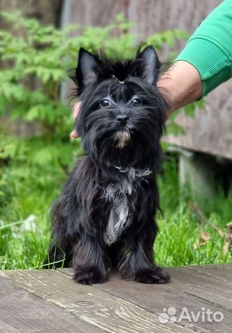 Черный йорк мальчик уголек