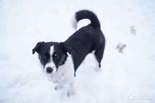 Подрощенный щенок