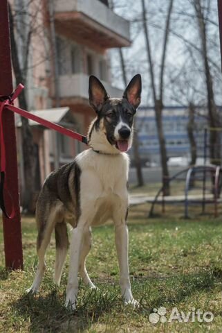 Славный собо-подросток ждет хозяев