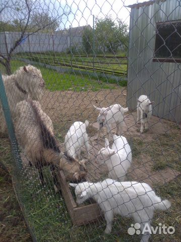 Продам козлят