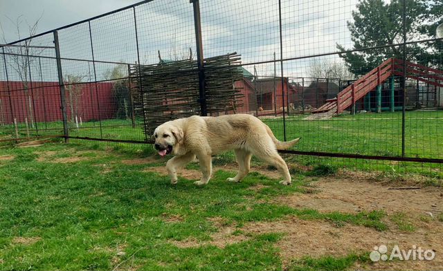 Испанский мастиф