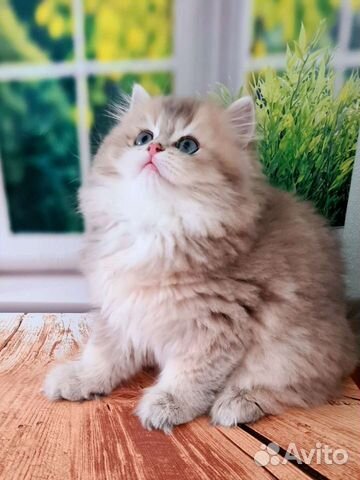 Британские котята золотая шиншилла
