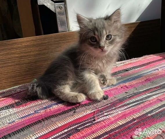 Котята сибирячки