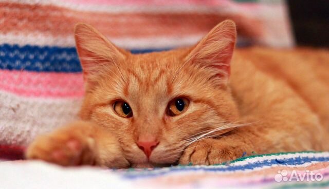 Рыженький Перчик