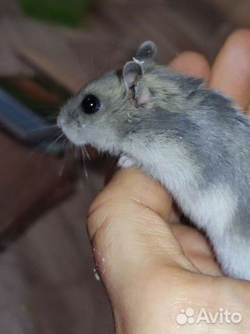 Джунгарик мальчик и девочка 1,5 месяца