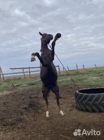 Арабский жеребец