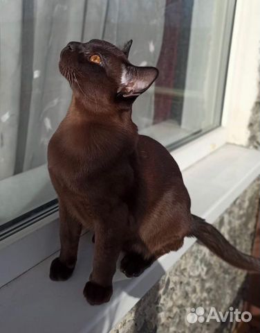 Вязка бурманский кот