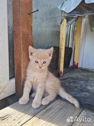 Песочный котенок в добрые руки