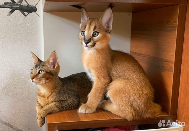 Две подружки диких кровей (Продажа. Дорого)