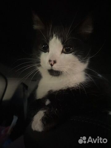 Черный и белый котенок