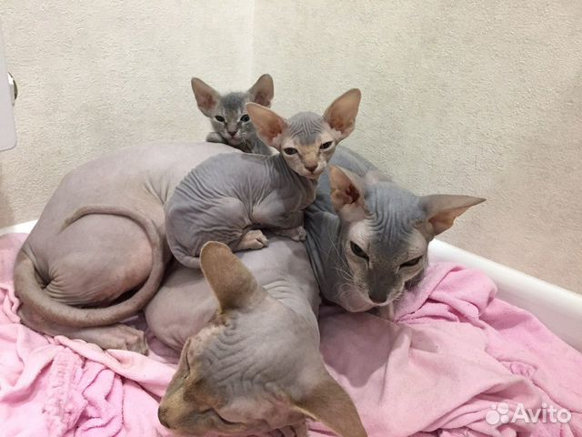 Донской сфинкс котята