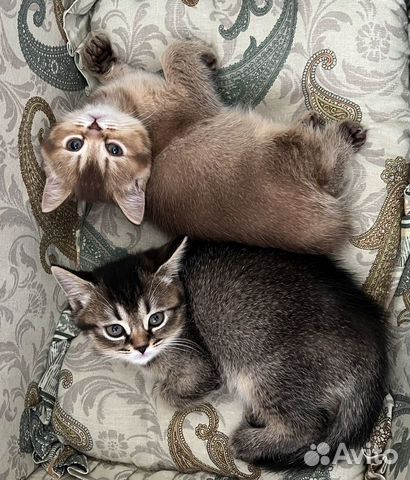 Шотландские котята
