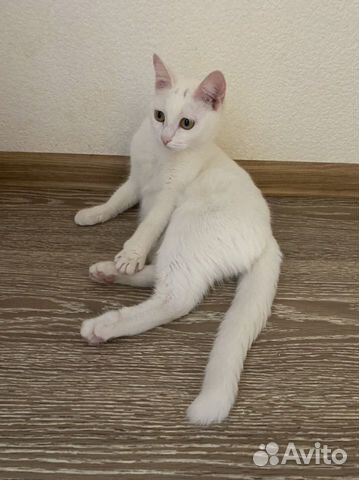 Случка кошки