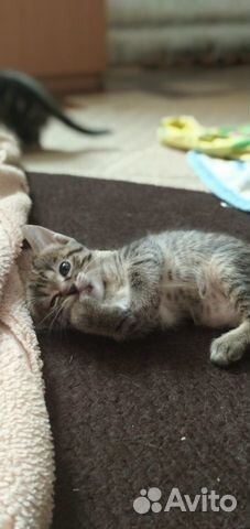 Котята