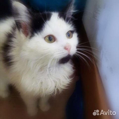 Котёнок, мальчик, 3 месяца, в добрые руки