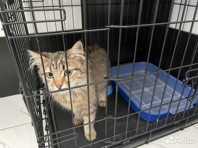 Котенок 8 мес