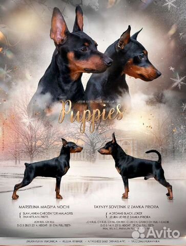 Мальчики цвергпинчера