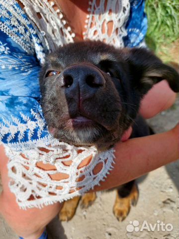 Щенок Моня ищет добрые руки и работу охранником