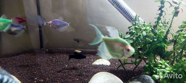 Аквариум с рыбками