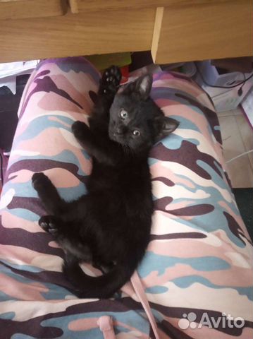 Котёнок 1,5мес, дев