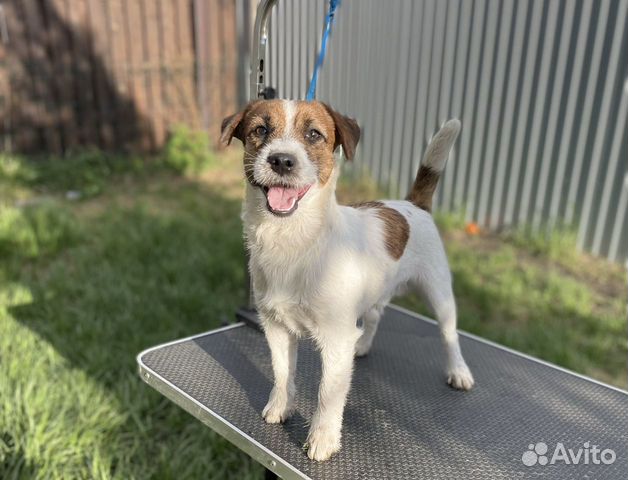 Джек Рассел терьер