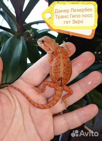 Борадатая агама