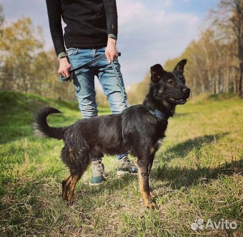 Славный пёс ищет дом