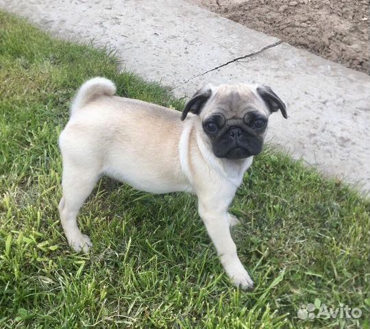 Мопс девочка