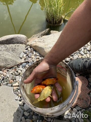 Декоративные рыбки