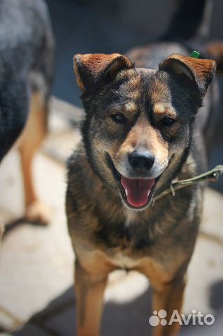 Молодая стерилизованная собачка Дина в добрые руки