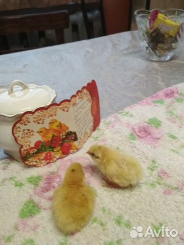 Суточные перепела