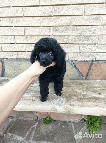 Пудель чёрный, белый, серый