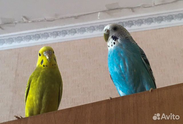 Продам попугайчиков
