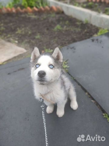 Хаски мальчик щенок