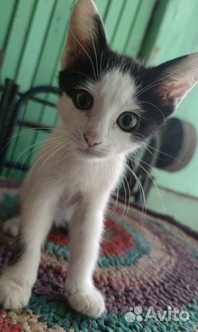 Котёнок по имени Гав ищет дом