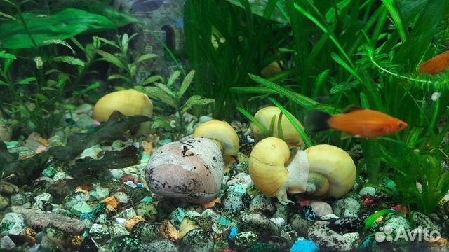 Меценосцы, моллинезии, ампулярии