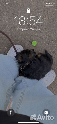 Йоркширский терьер мин