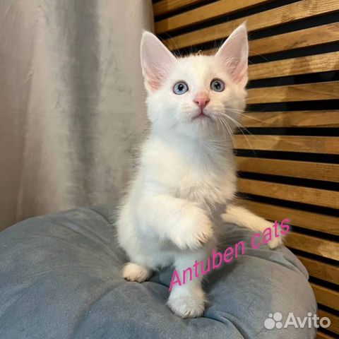 Котята турецкой ангоры крови чемпиона мира