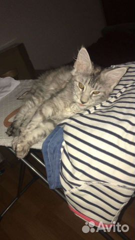 Кошки майкун
