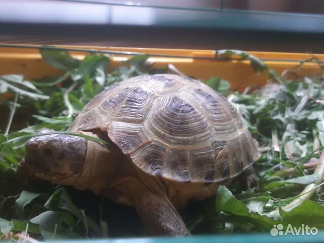 Черепаха сухопутная Москва