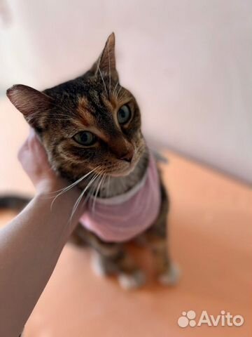 Кошка ищет дом