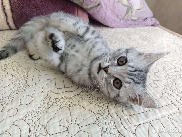 Шотландский котенок