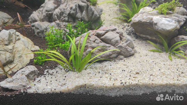 Аквариумные растения