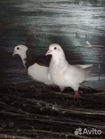 Голуби Бакинцы