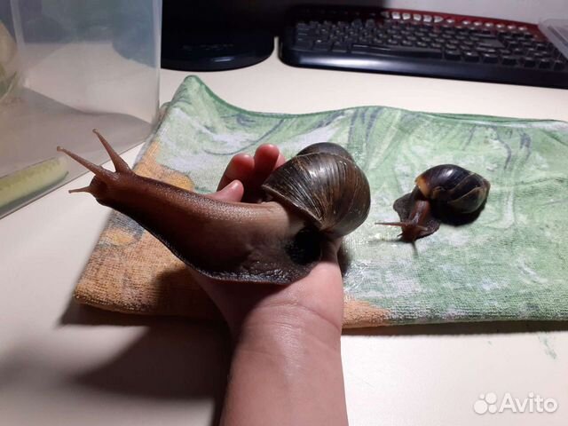 Улитки ахатины