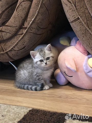 Шотланский котенок