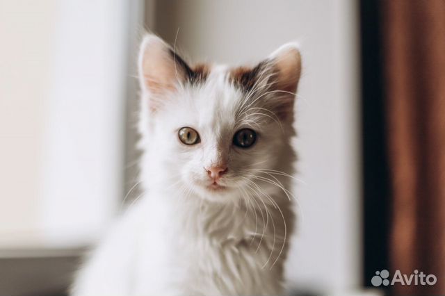 Белый котенок ищет дом