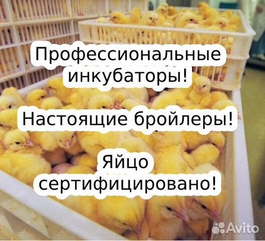 Цыплята росс 308 бройлеры Чешские